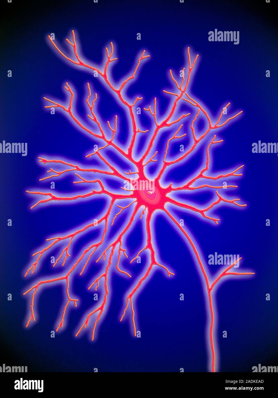Multipolar nerve cell. Computer artwork of a nerve cell (neurone). This ...