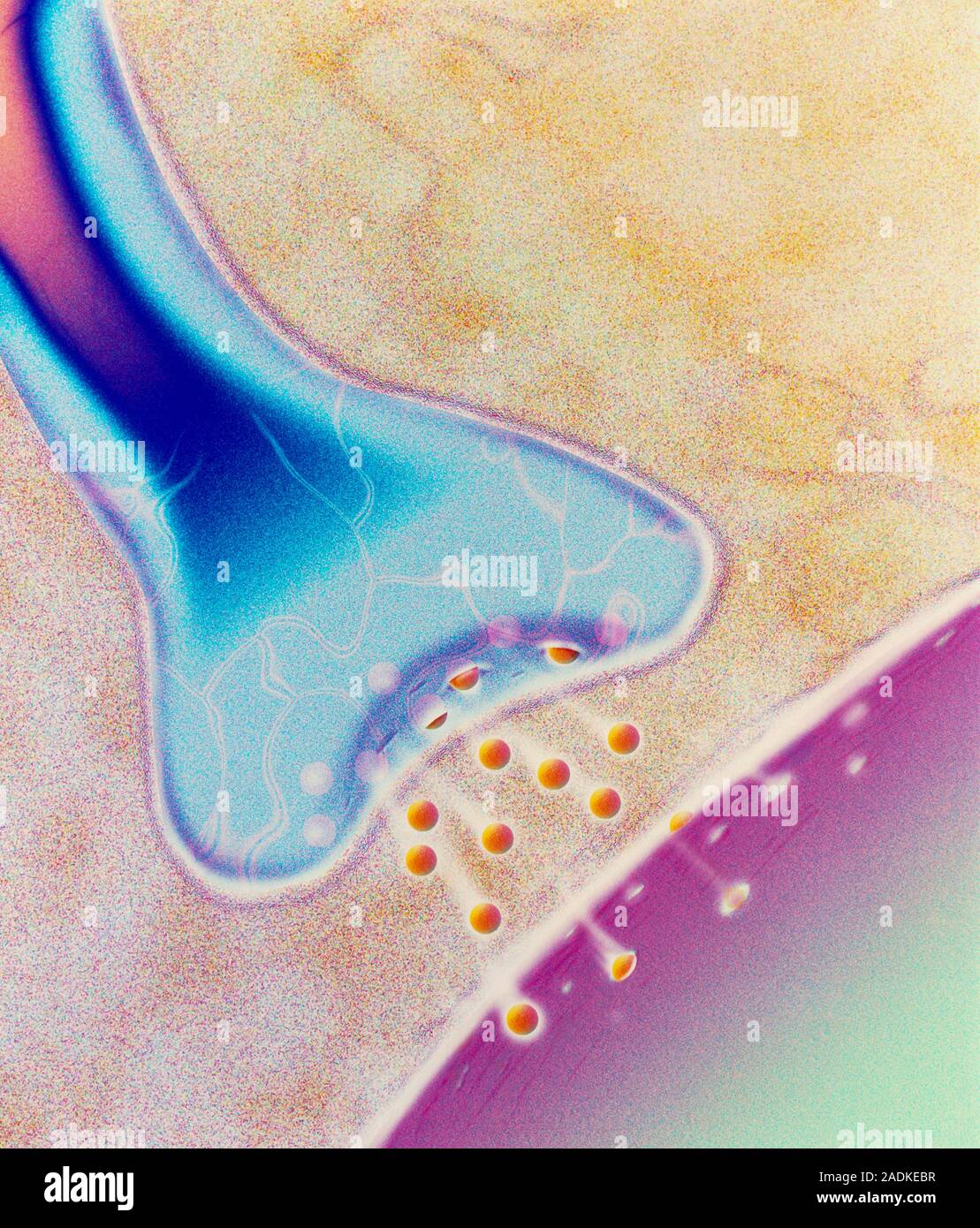 Nerve synapse. Computer artwork of a nerve synapse. The synapse is a ...