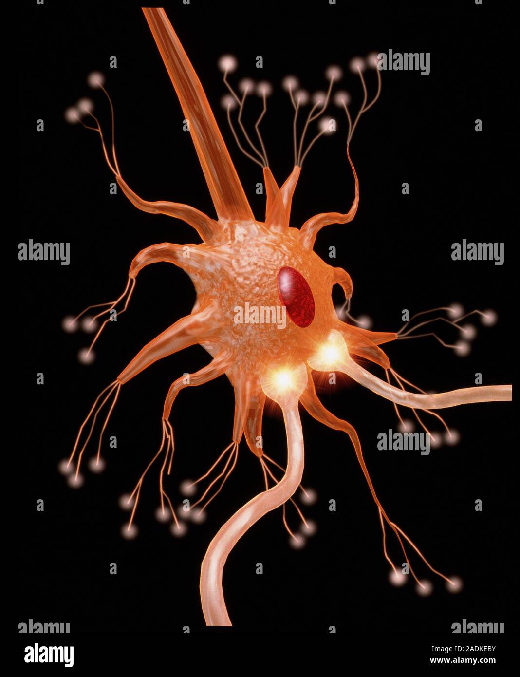 Motor Neurone And Synapses Computer Graphic Of A Motor Neurone And