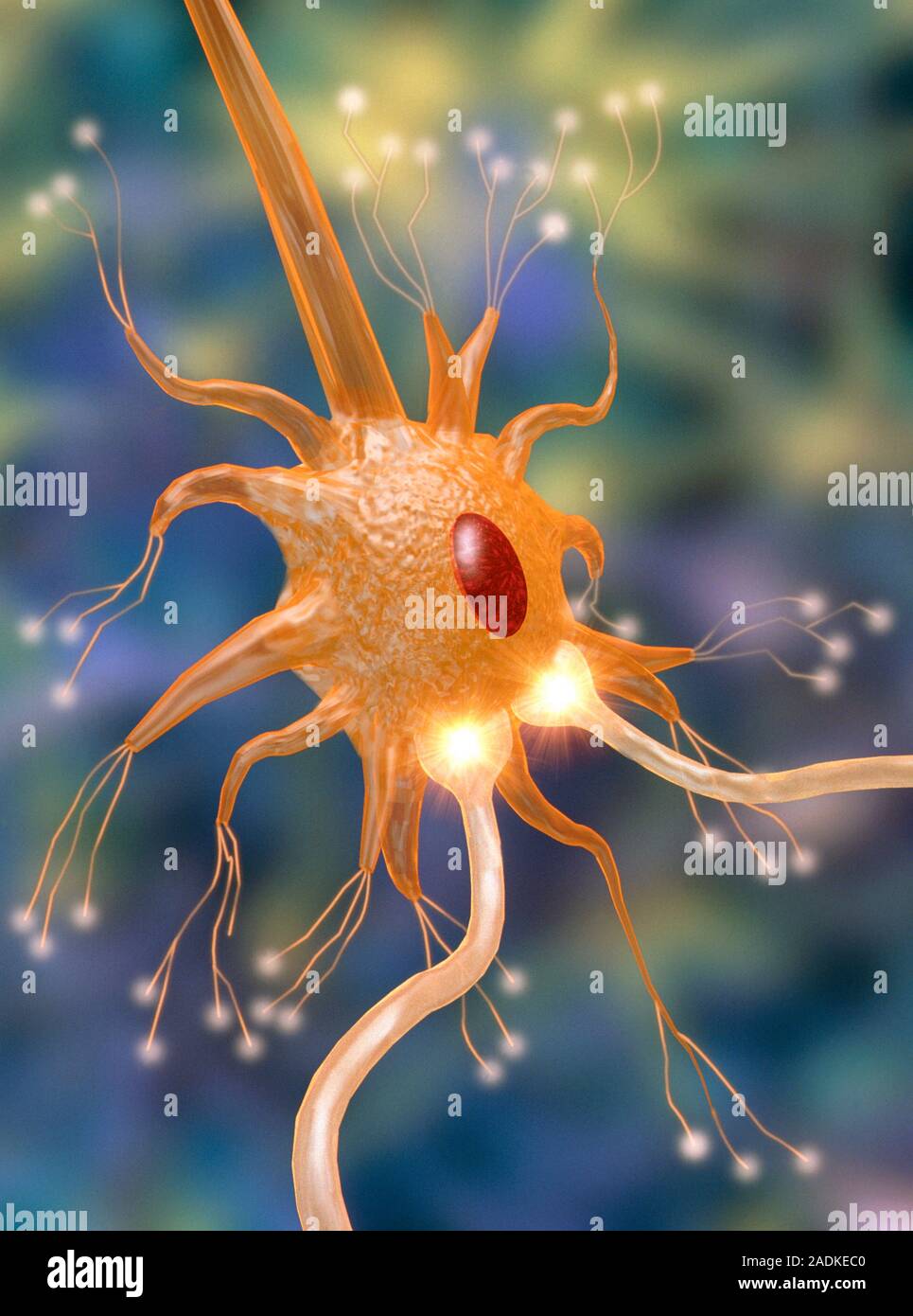 Motor Neurone And Synapses Computer Graphic Of A Motor Neurone And
