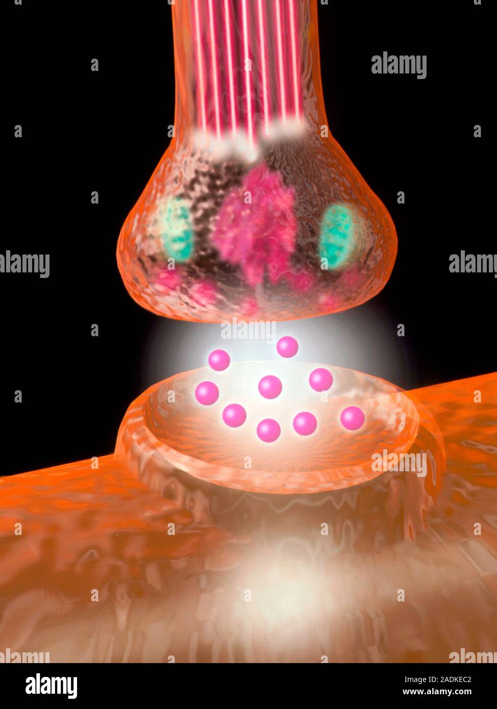 Synapse. Computer graphic of a synaptic knob (upper centre) which is ...