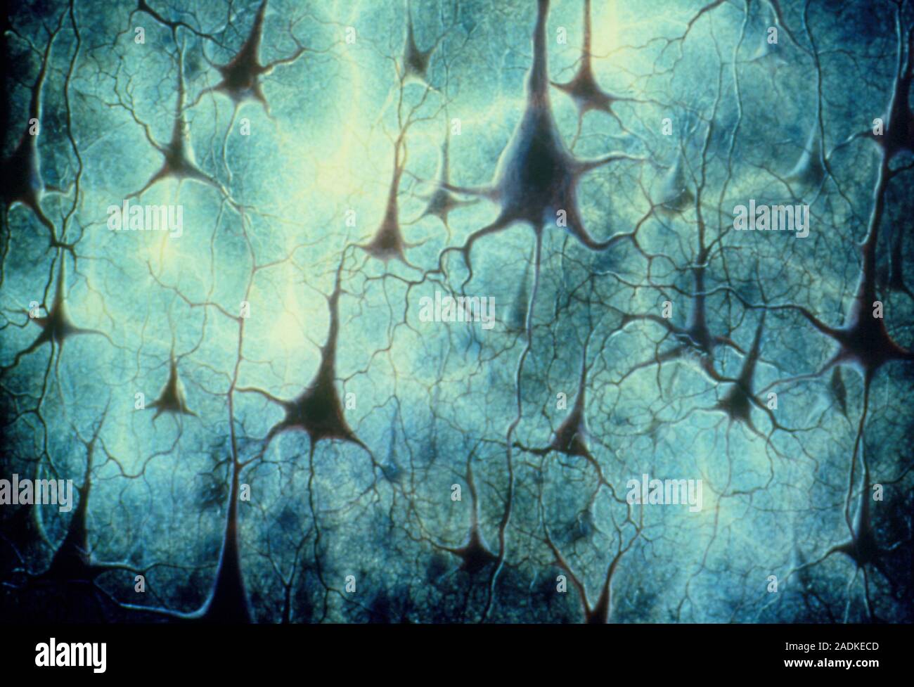 Nerve cells. Artwork of a group of nerve cells in the brain or spinal ...