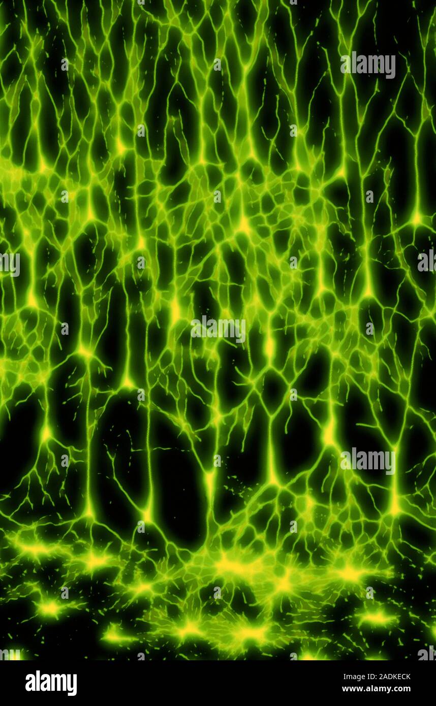 Nerve cells. Computer illustration based on a fluorescence light ...