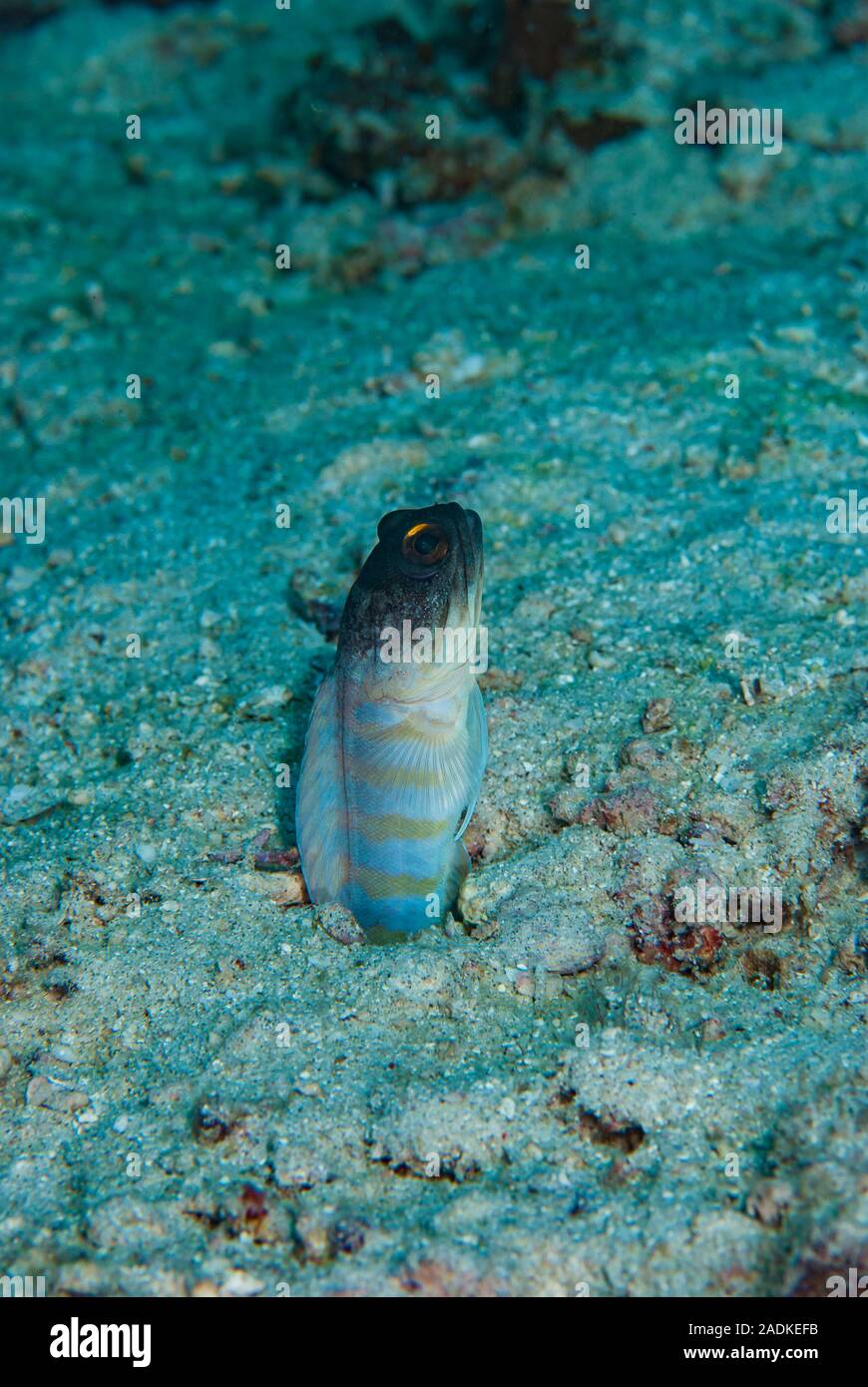 Yellowbarred Jawfish Opisthugnatus sp Stock Photo - Alamy
