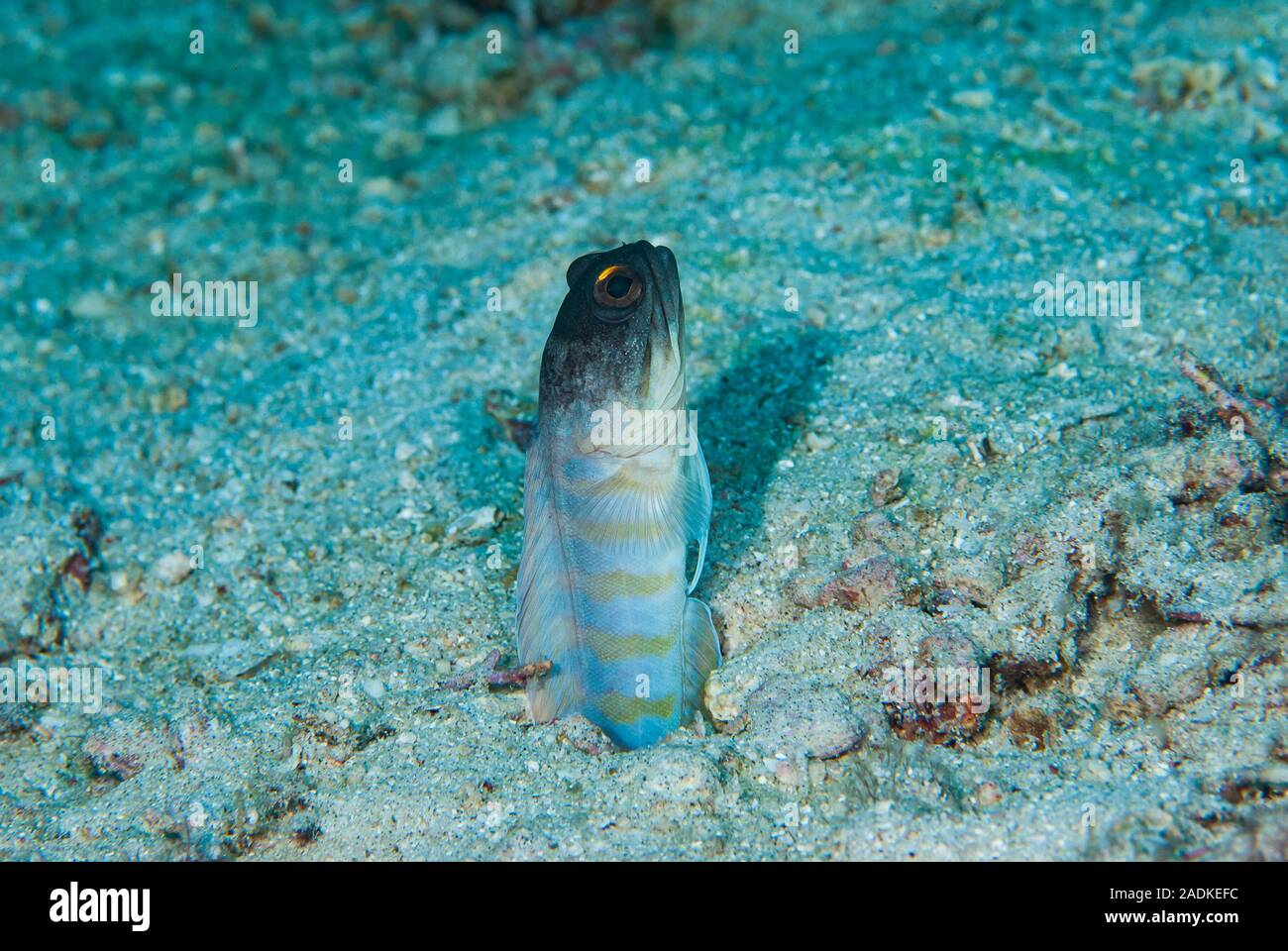 Jawfish indonesia hi-res stock photography and images - Alamy