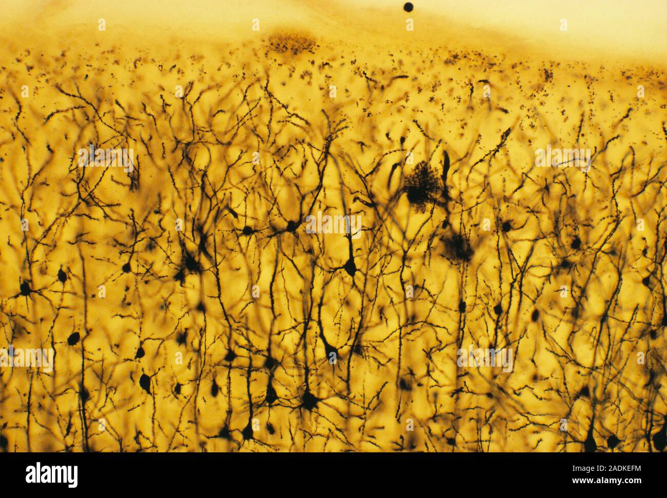 Cerebral cortex nerve cells. Light micrograph of a section through ...