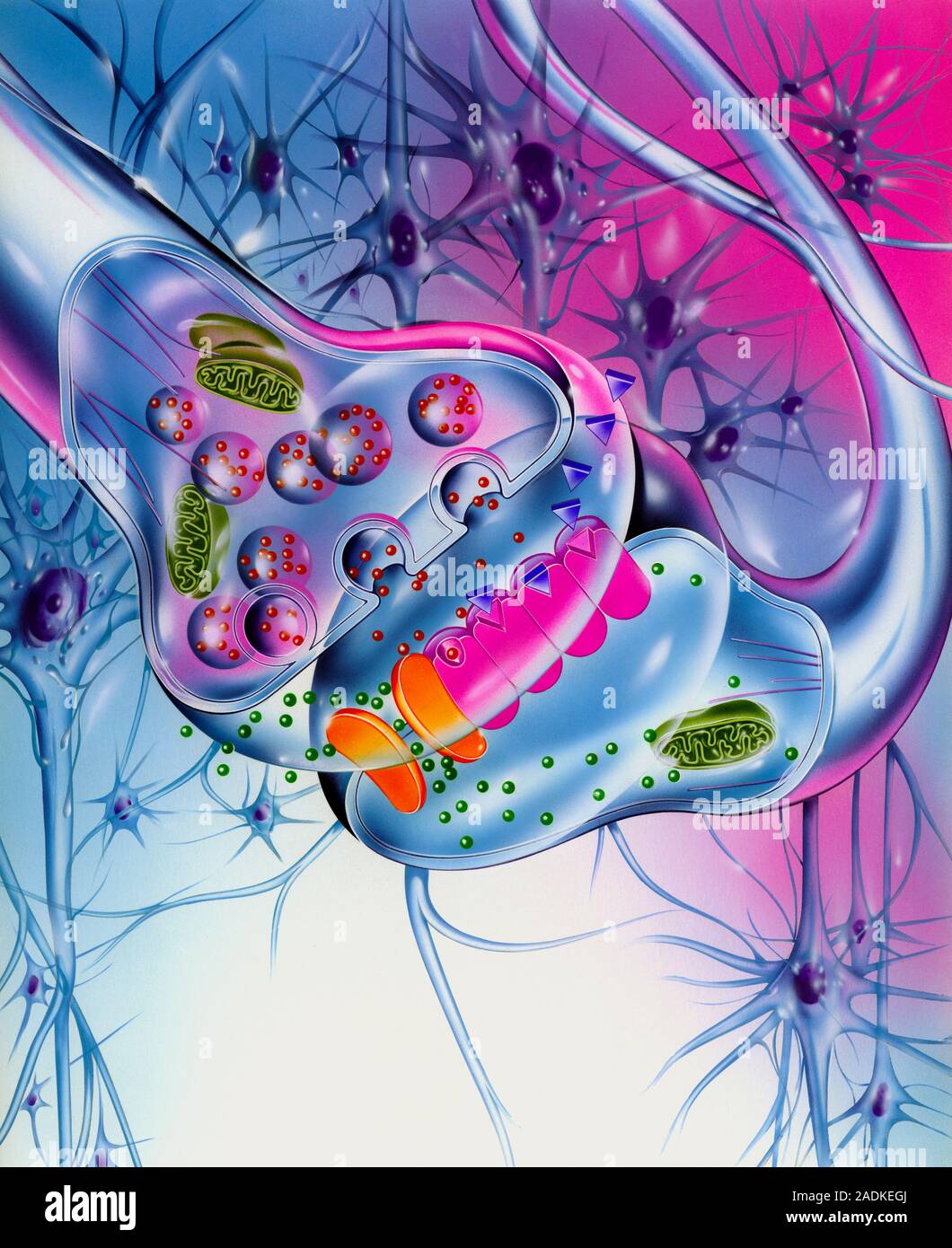 Nerve synapse. Artwork of the junction between two nerve cells. The ...