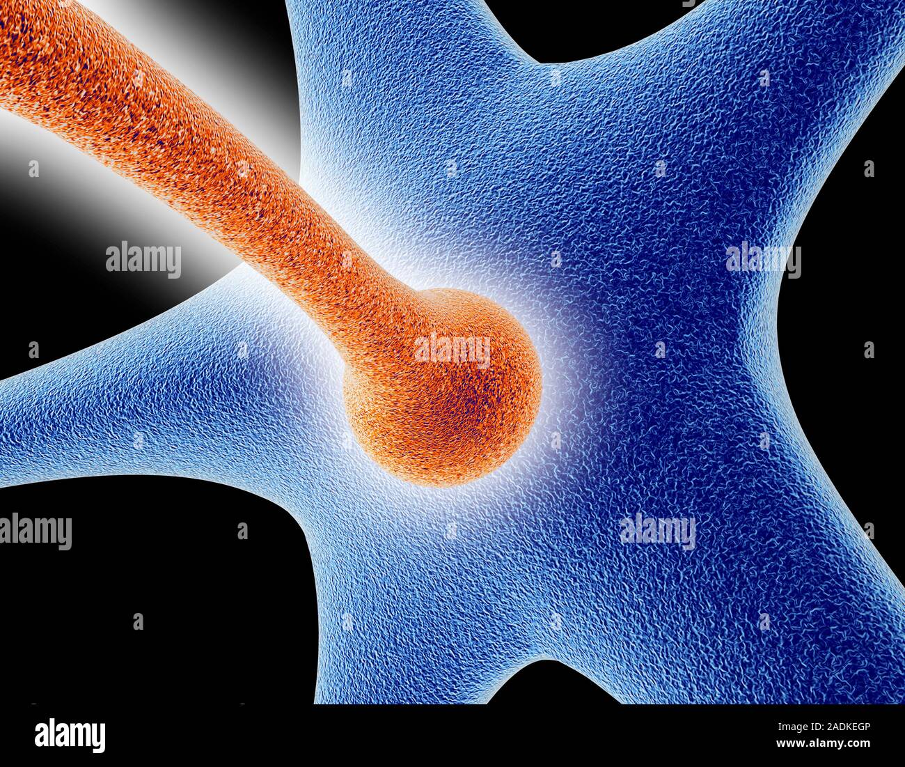 Nerve cell synapse formation. Computer artwork of the formation of a ...
