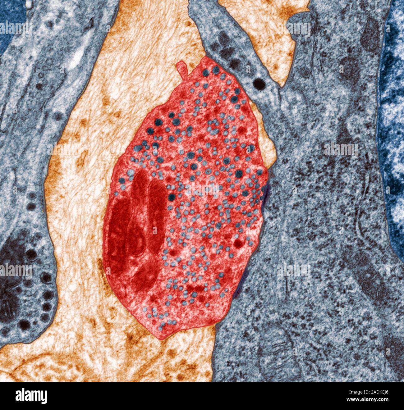 Nerve synapse. Coloured transmission electron micrograph (TEM) of the ...