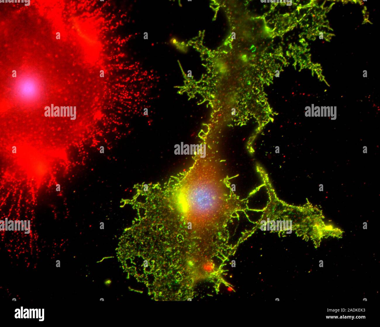 Nerve cells. Fluorescent light micrograph of an oligodendrocyte (centre ...