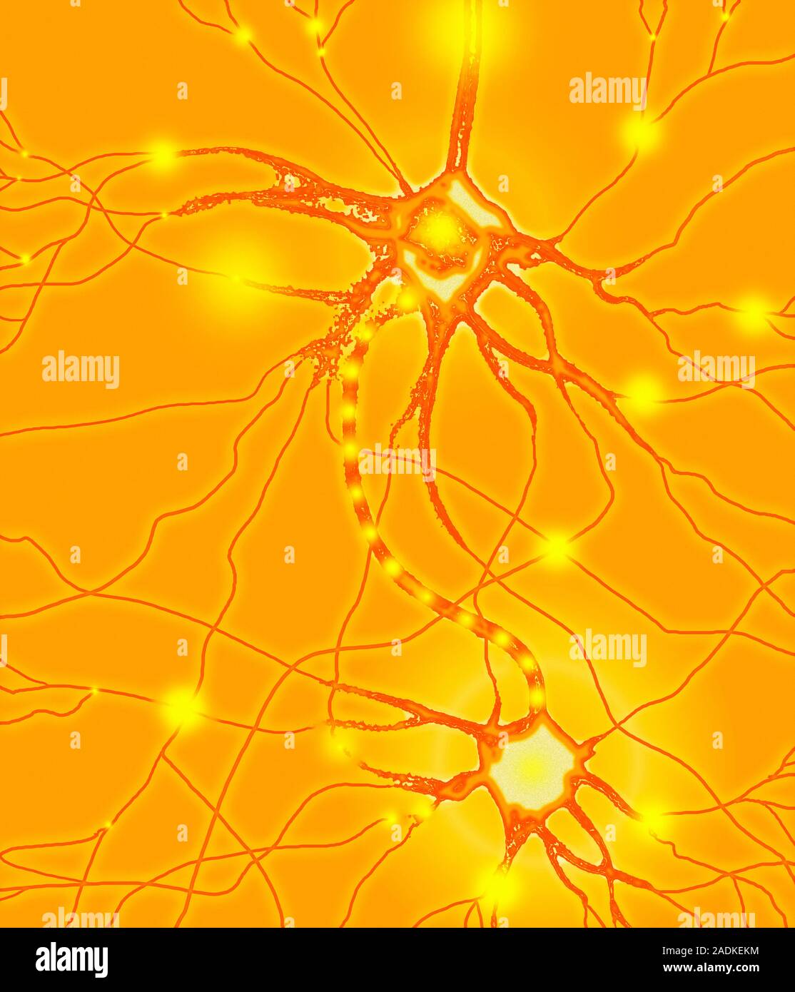 Nerve cells. Computer artwork of a section through two nerve cells ...