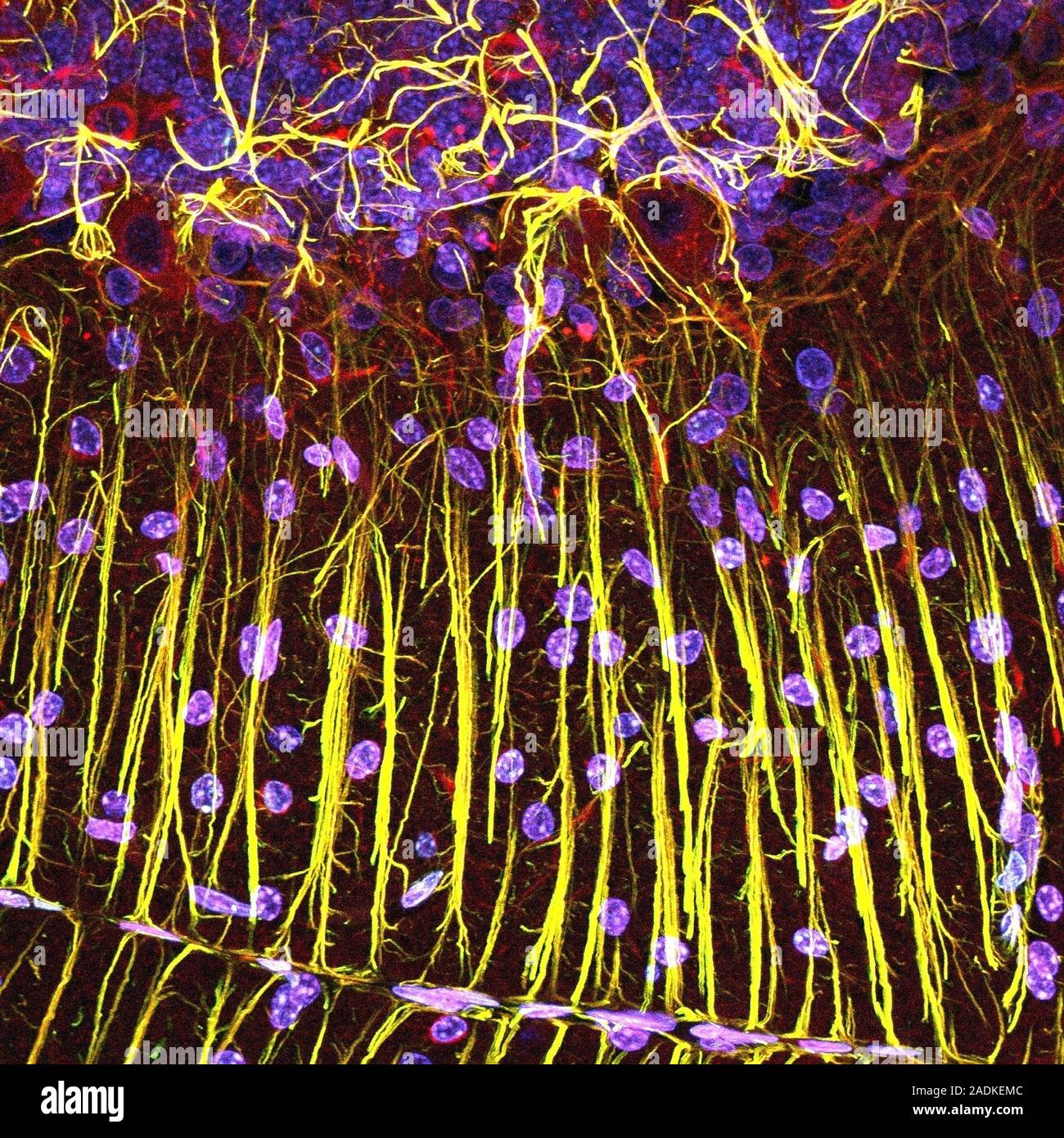 Cerebellum tissue. Confocal light micrograph of a section through the ...