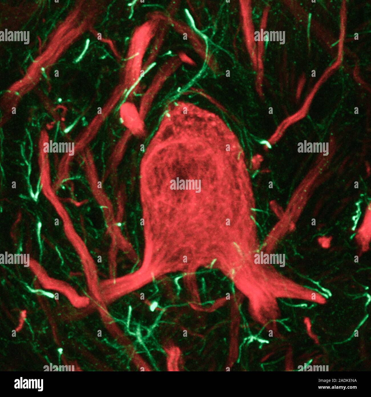 Neuron. Confocal light micrograph of a neuron (nerve cell, red) from ...