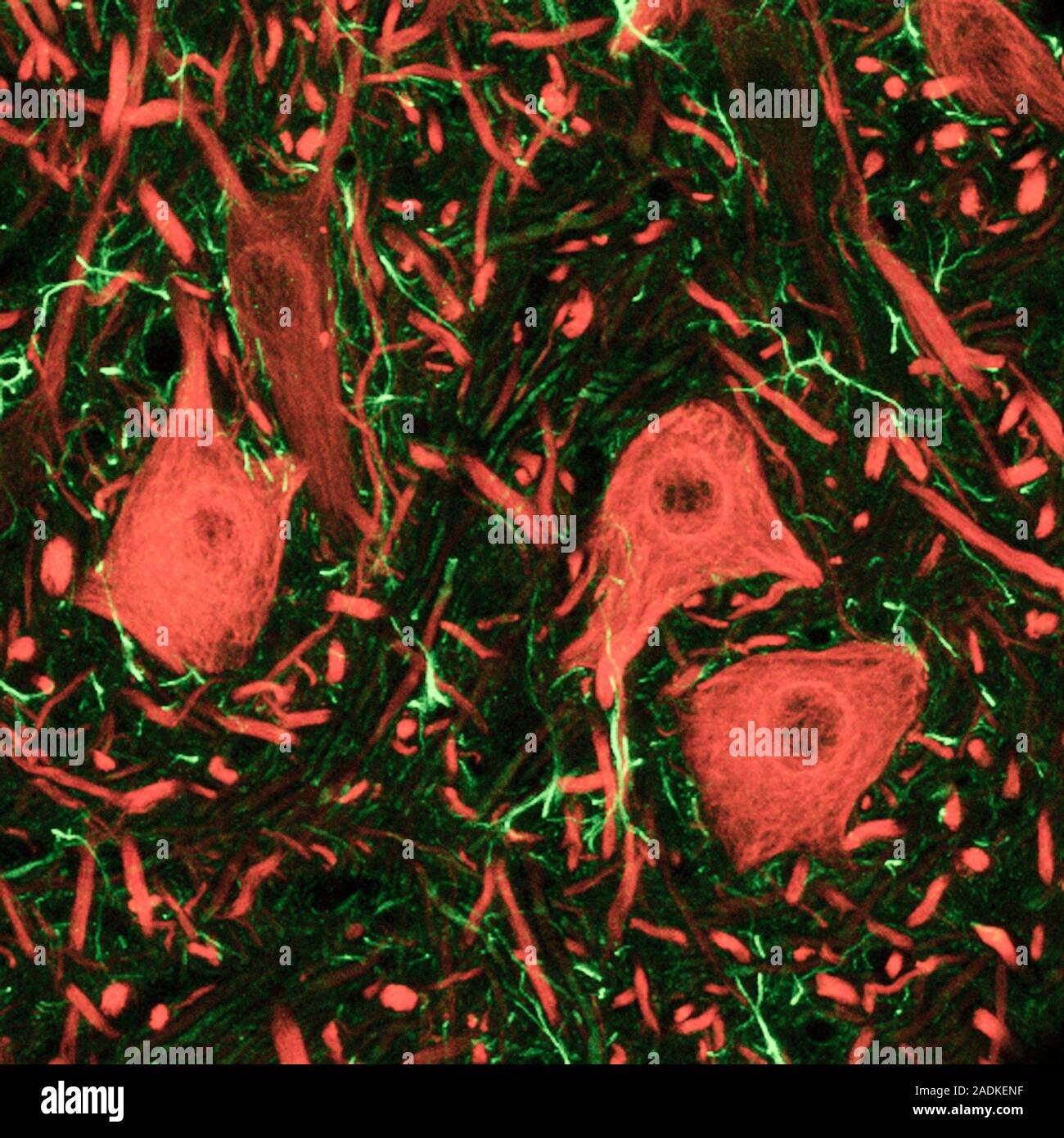 Neurons. Confocal light micrograph of neurons (nerve cells, red) from ...