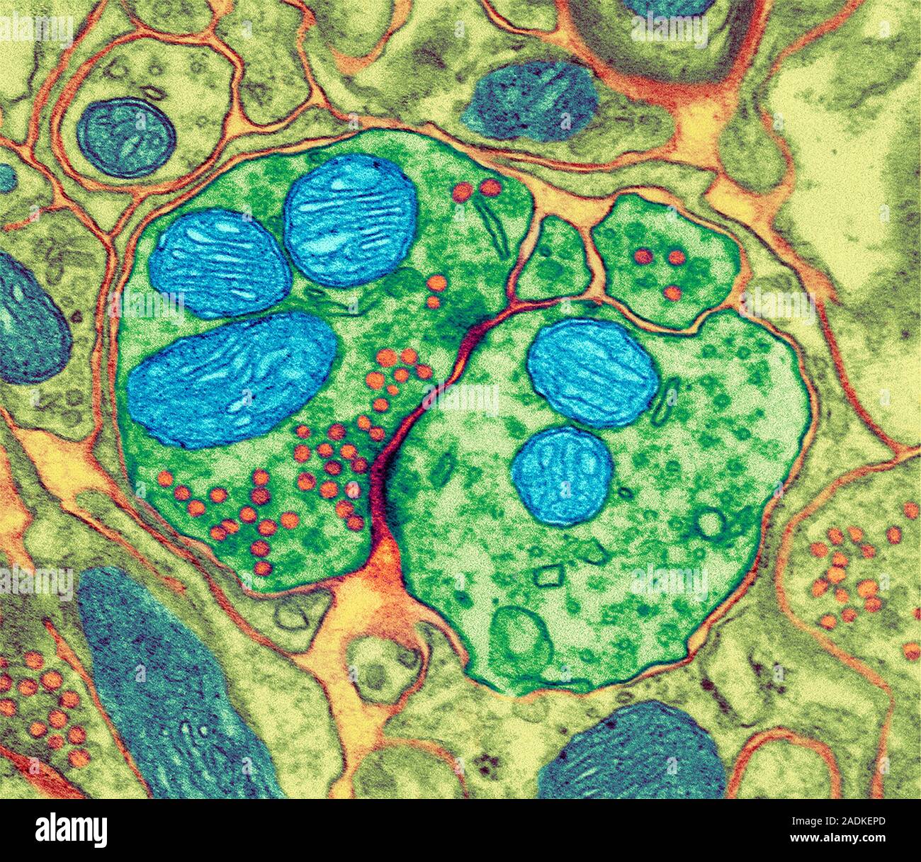 Synapse. Coloured transmission electron micrograph (TEM) of a synapse ...
