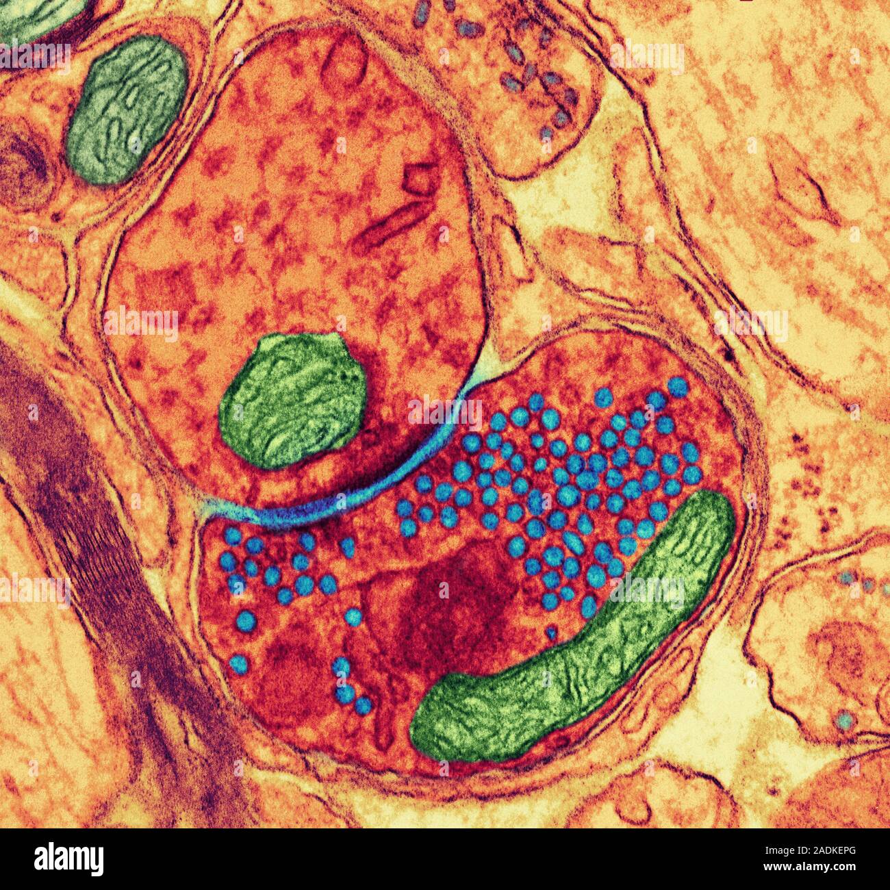 Synapse. Coloured transmission electron micrograph (TEM) of a synapse ...