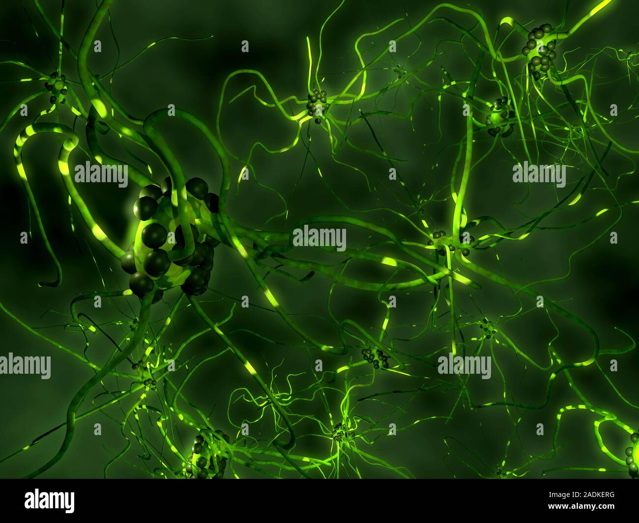 Neural network. Computer artwork of several nerve cells (neurons ... Neural network. Computer artwork of several nerve cells (neurons ...