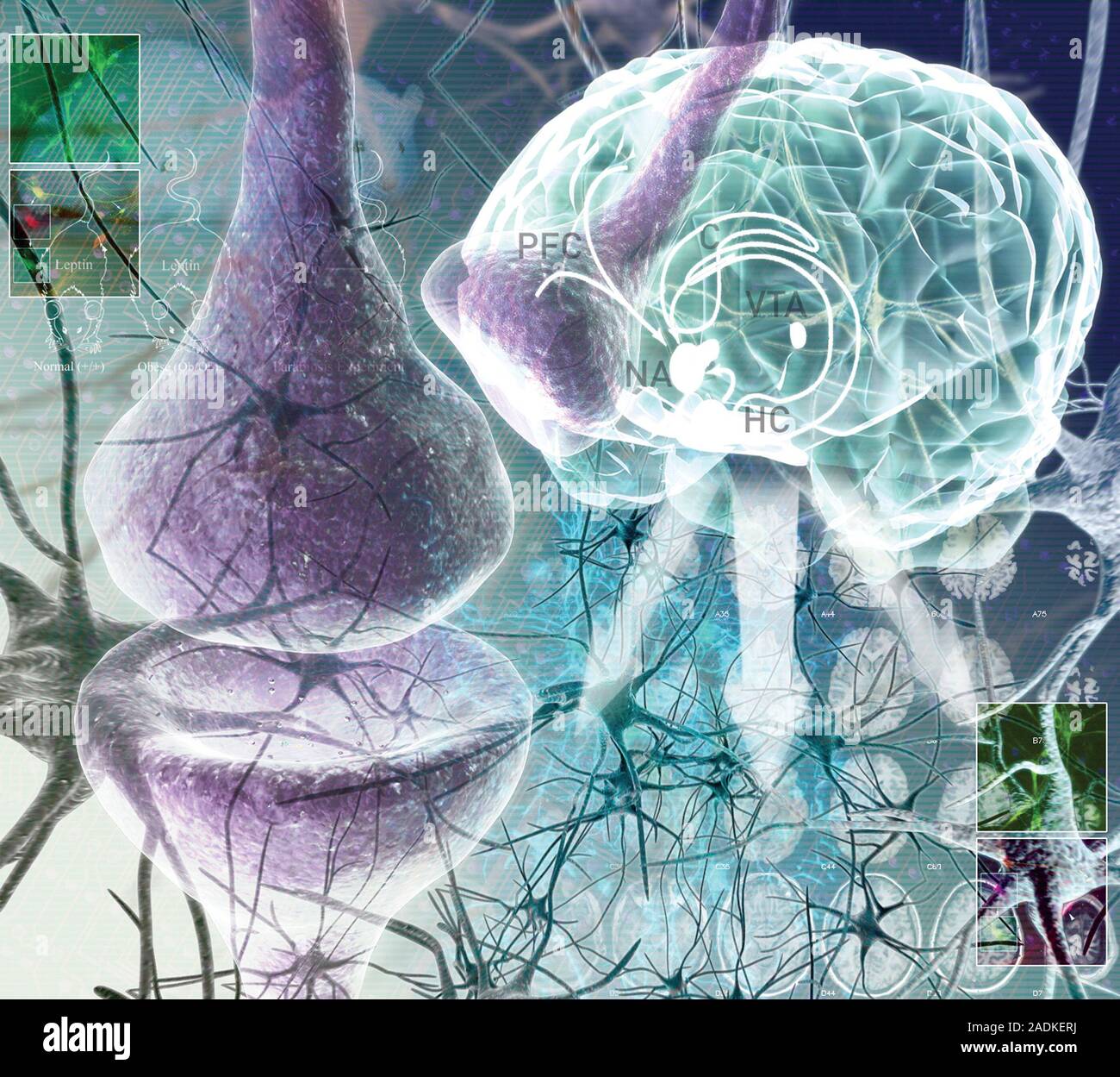 Nerve synapse. Composite computer artwork of a junction, or synapse ...