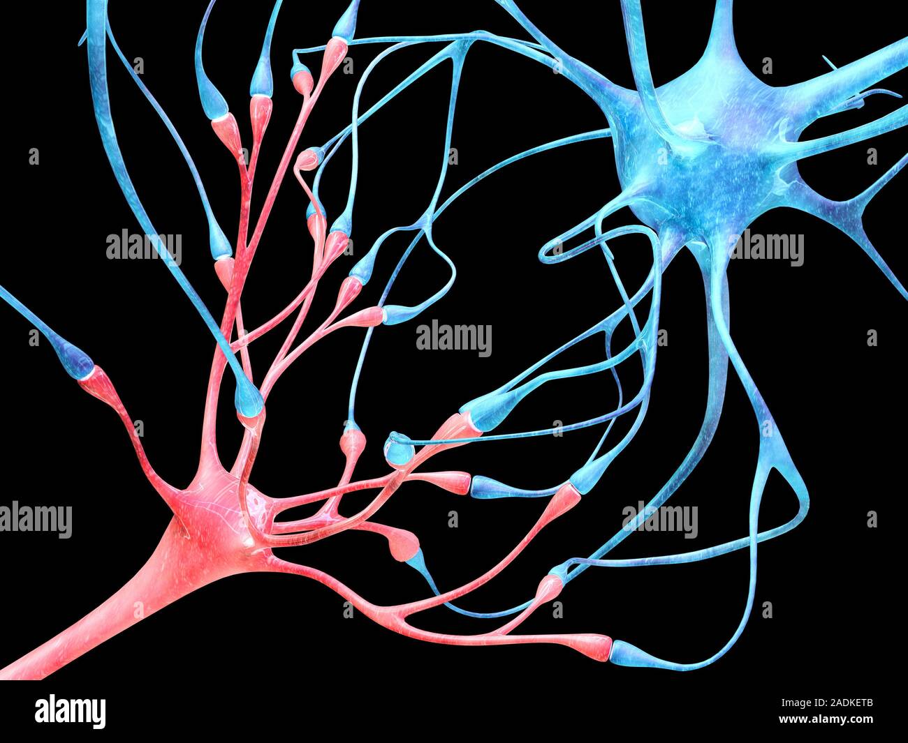 Nerve cells. Computer artwork of two nerve cells, or neurons, (one red ...