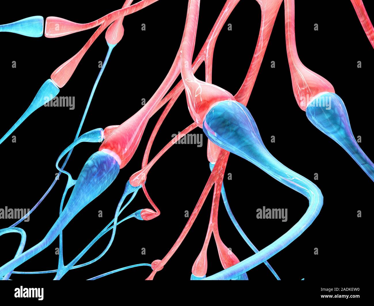 Nerve cell synapses. Computer artwork of the chemical synapses between ...
