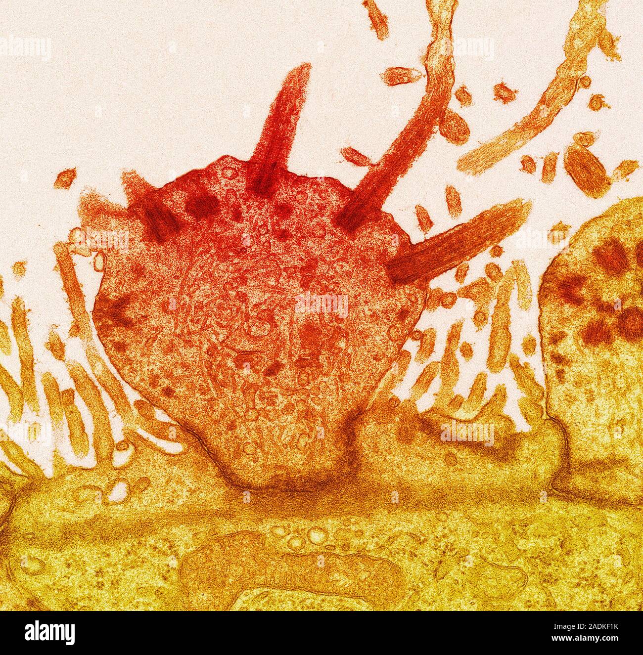 Smell receptors. Coloured transmission electron micrograph (TEM) of an ...
