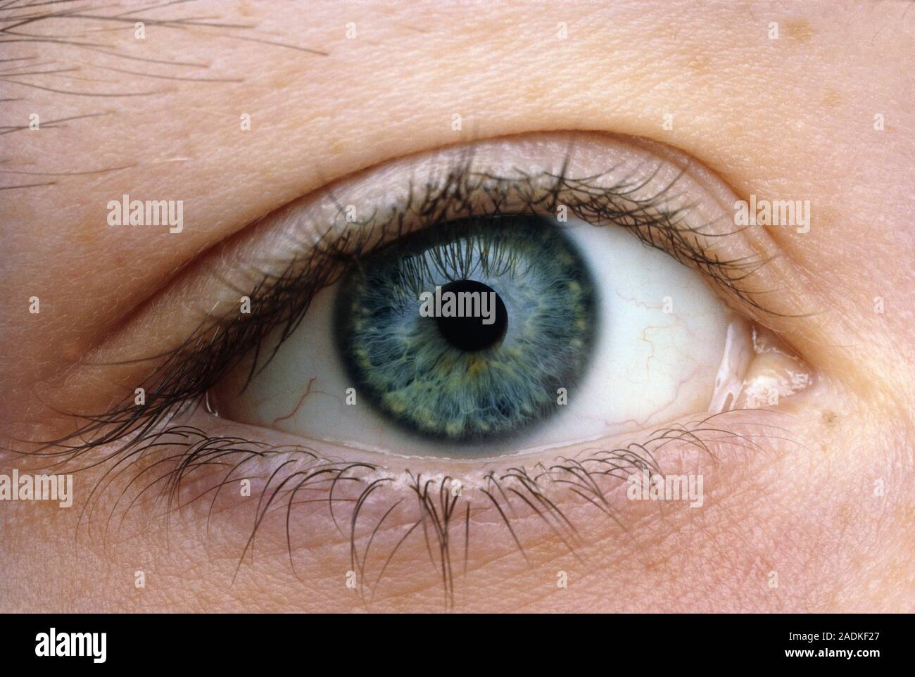 Human eye, contracted pupil Stock Photo - Alamy