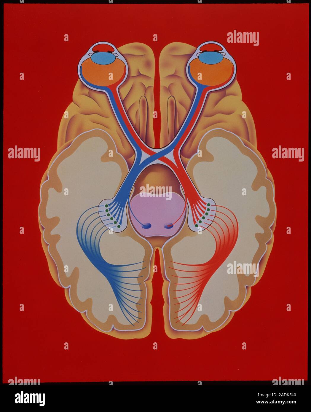 Illustration of visual pathways from the retina of the eye to the brain ...