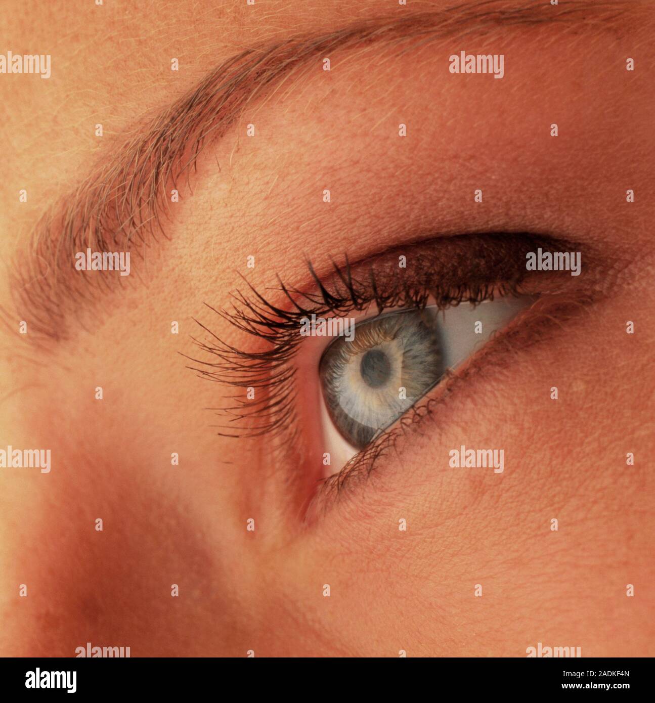 Eye. Macrophotograph of a woman's eye in side view. The black pupil is ...