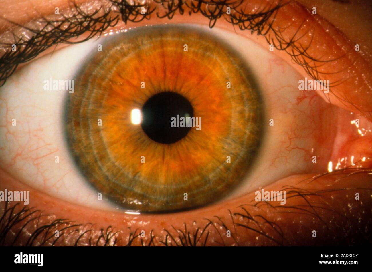 Human eye. Close-up view of a healthy, brown, human eye. The pupil ...