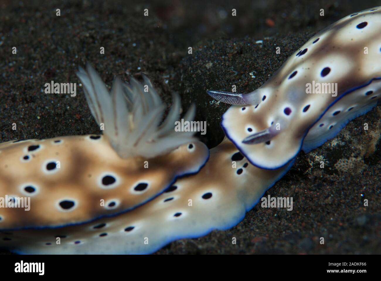 Hypselodoris tryoni nudibranch hi-res stock photography and images - Alamy