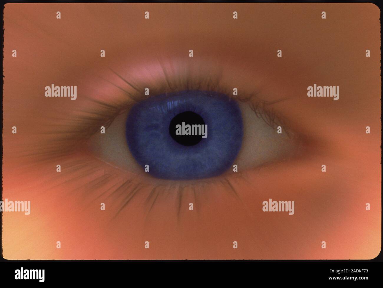 Eye. Zoom effect image of a young girl's healthy blue eye, in front ...