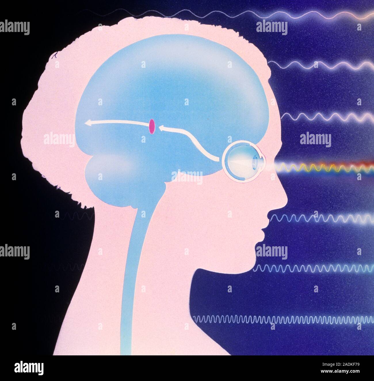 Human sight. Artwork of an eye and brain superimposed over a human head ...