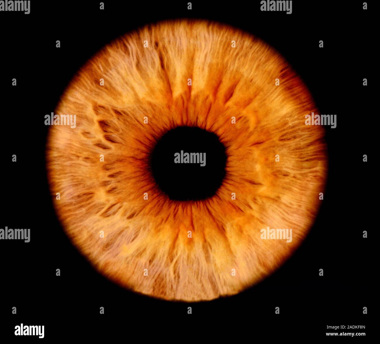 Iris. Computer-enhanced red/brown or hazel colour iris of a human eye ...