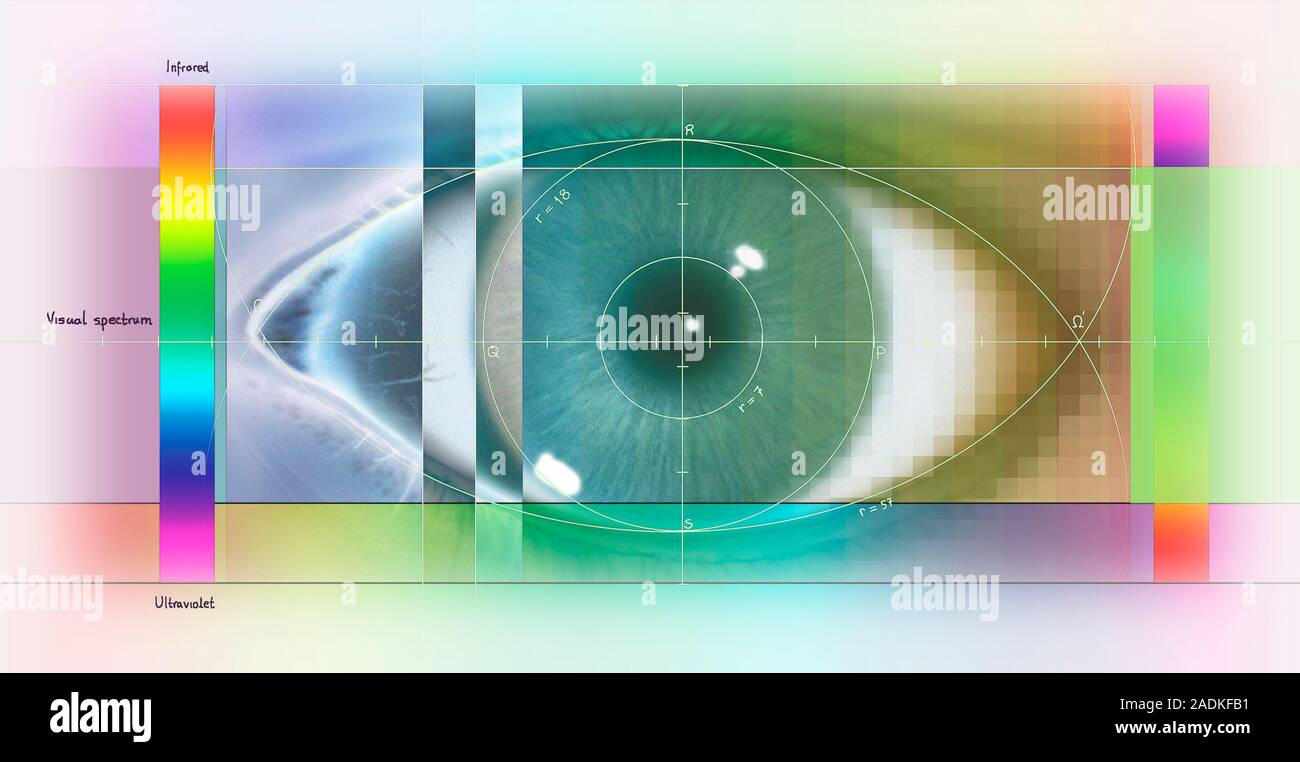 Physics of vision. Artwork of a human eye and the spectrum of visible ...