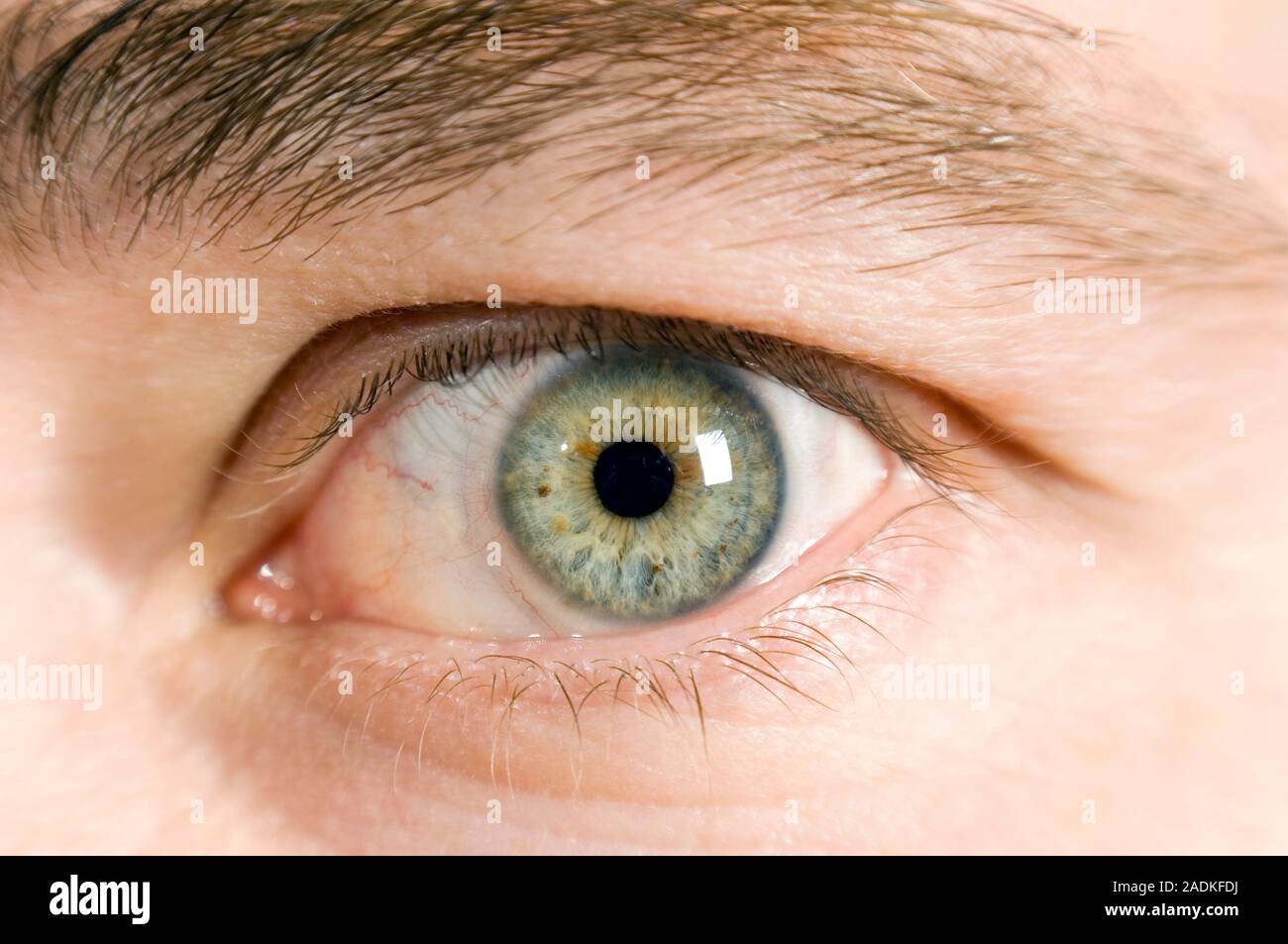 MODEL RELEASED. Human eye. Close-up of a man's eye Stock Photo - Alamy