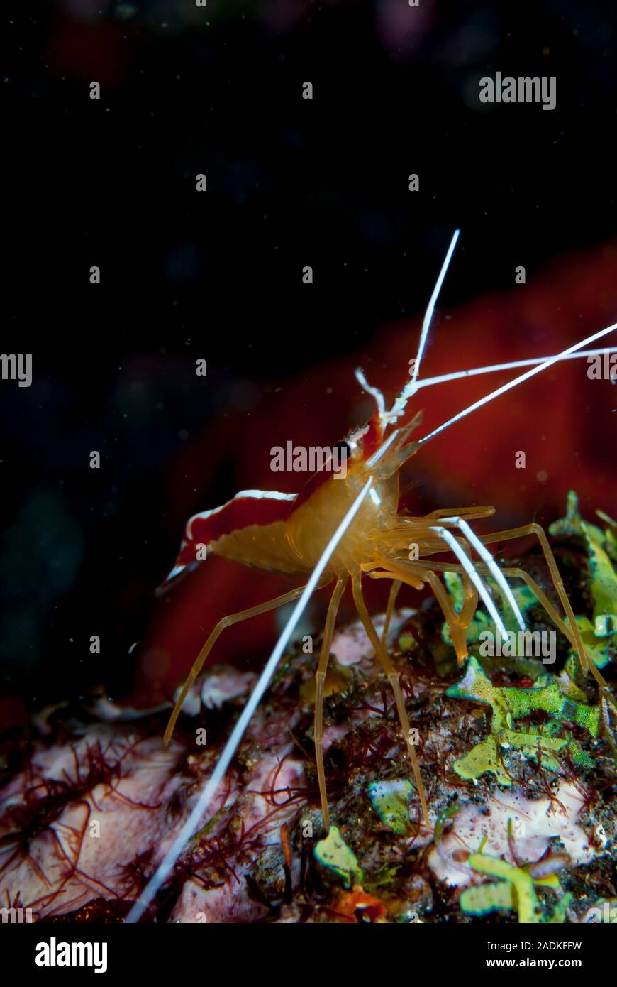 Lysmata amboinensis cleaning hi-res stock photography and images - Alamy