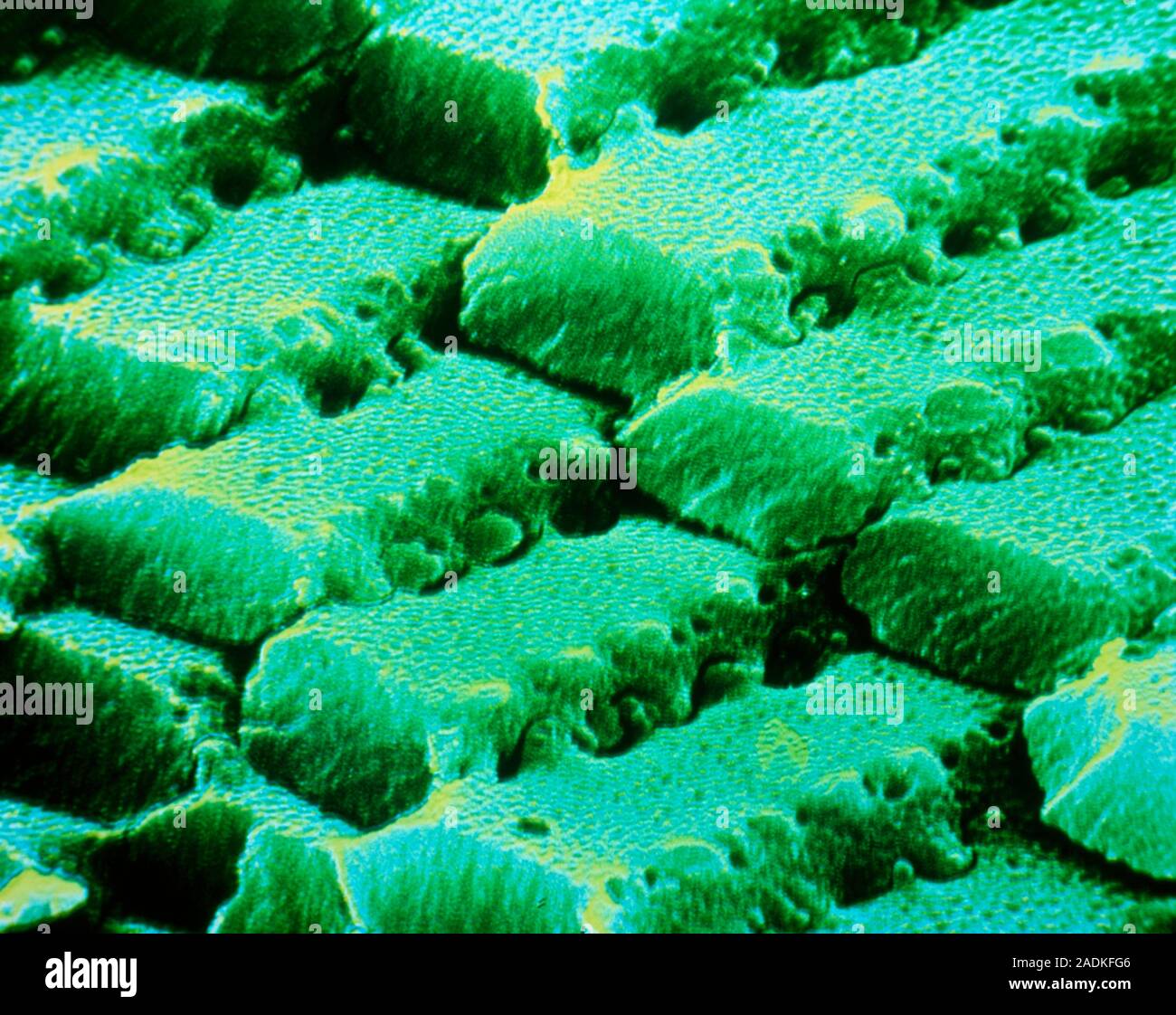 Scanning electron micrograph (SEM) of the fibre- like cells that form ...