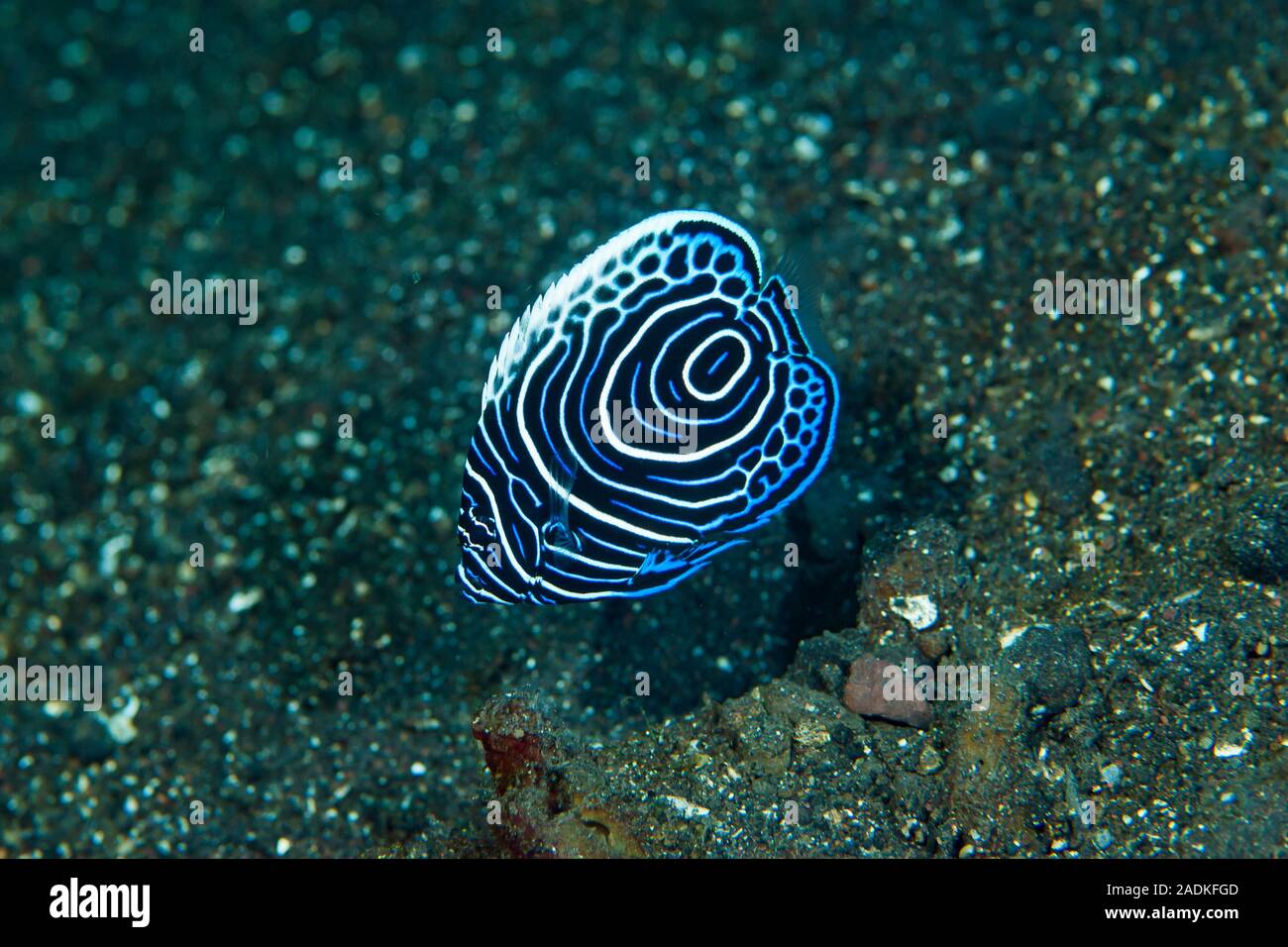 Juveniles of many fish are substantially different from adults. In this ...