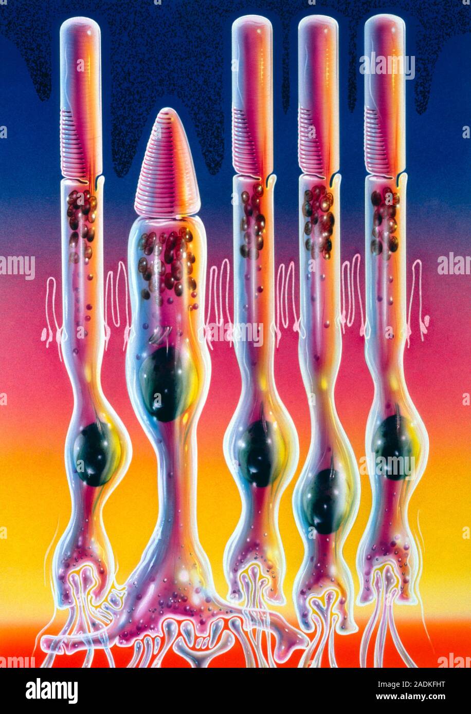 Illustration of rods and a cone in the retina. The retina, inside the ...