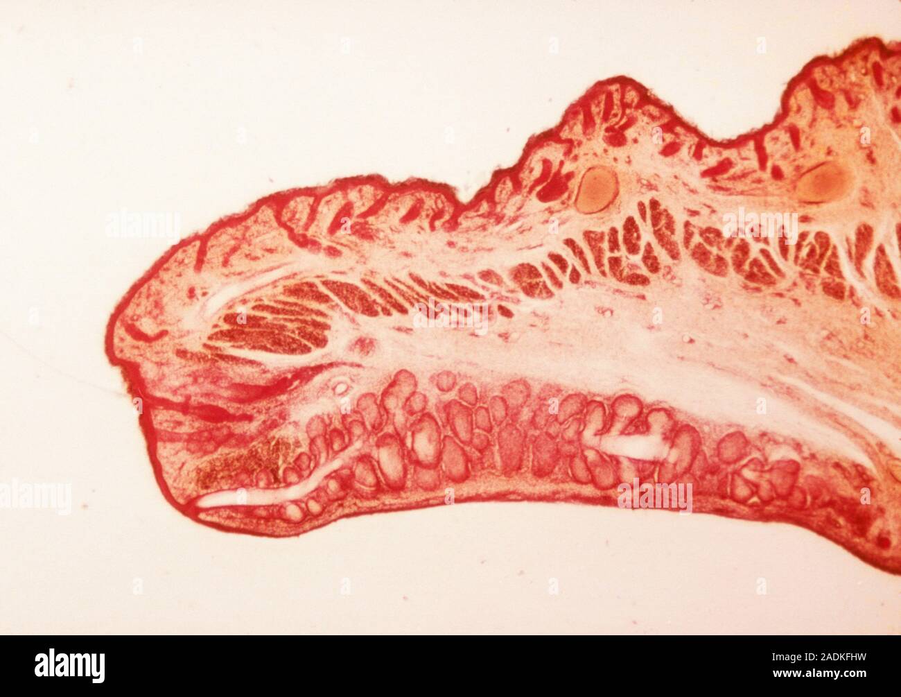 Section through human eye lid Stock Photo - Alamy