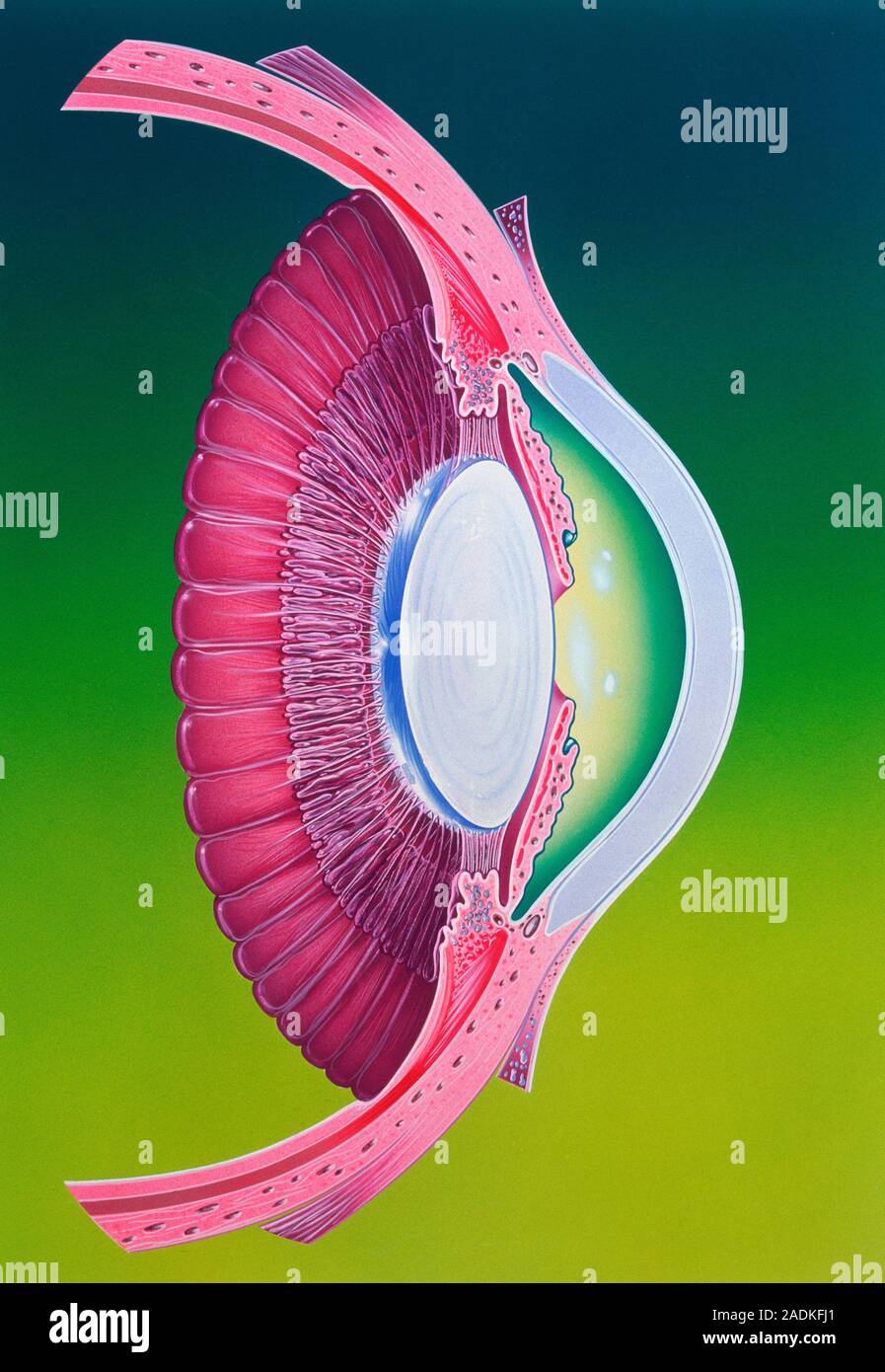 Illustration of the anterior chamber of the eye. Anterior structures in ...