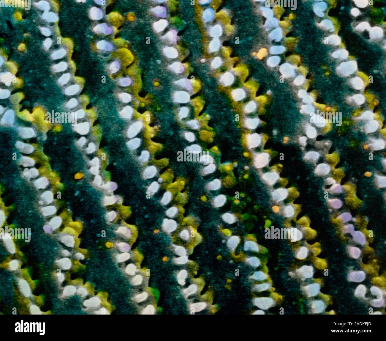Lens of the eye. False-colour scanning electron micrograph (SEM) of ...