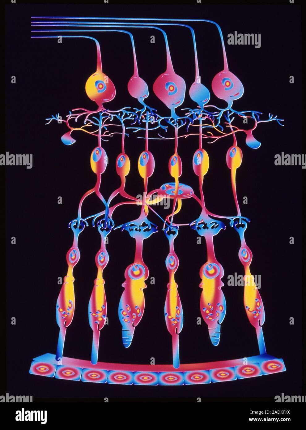 Structure of the retina. Computer artwork showing the structure of the ...