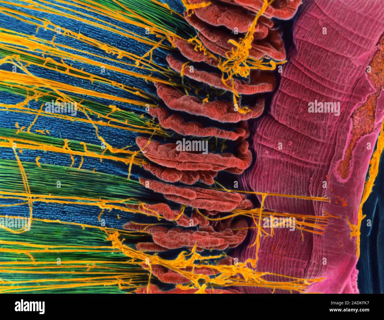 Iris of the eye. Coloured scanning electron micrograph (SEM) of the ...