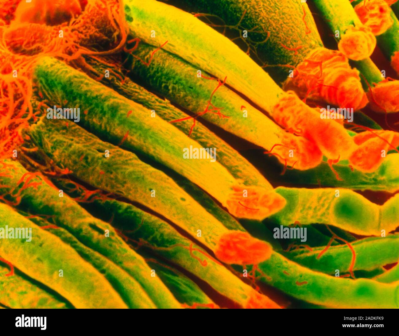 Rod cells of the eye. Coloured scanning electron micrograph of rod ...