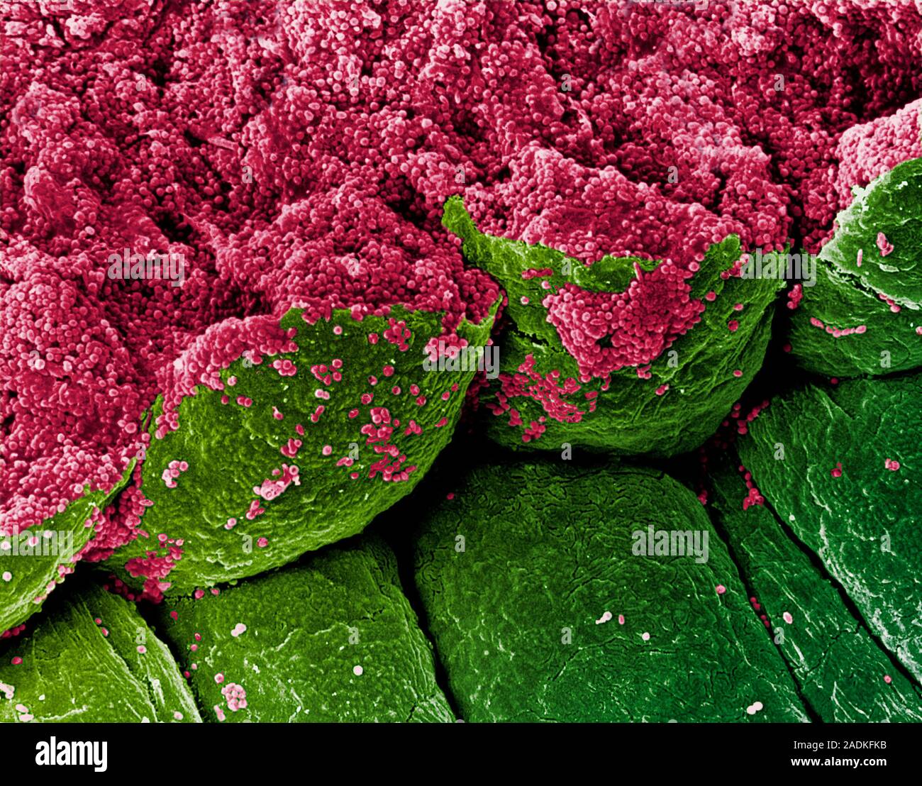 Iris epithelium. Coloured scanning electron micrograph (SEM) of ...