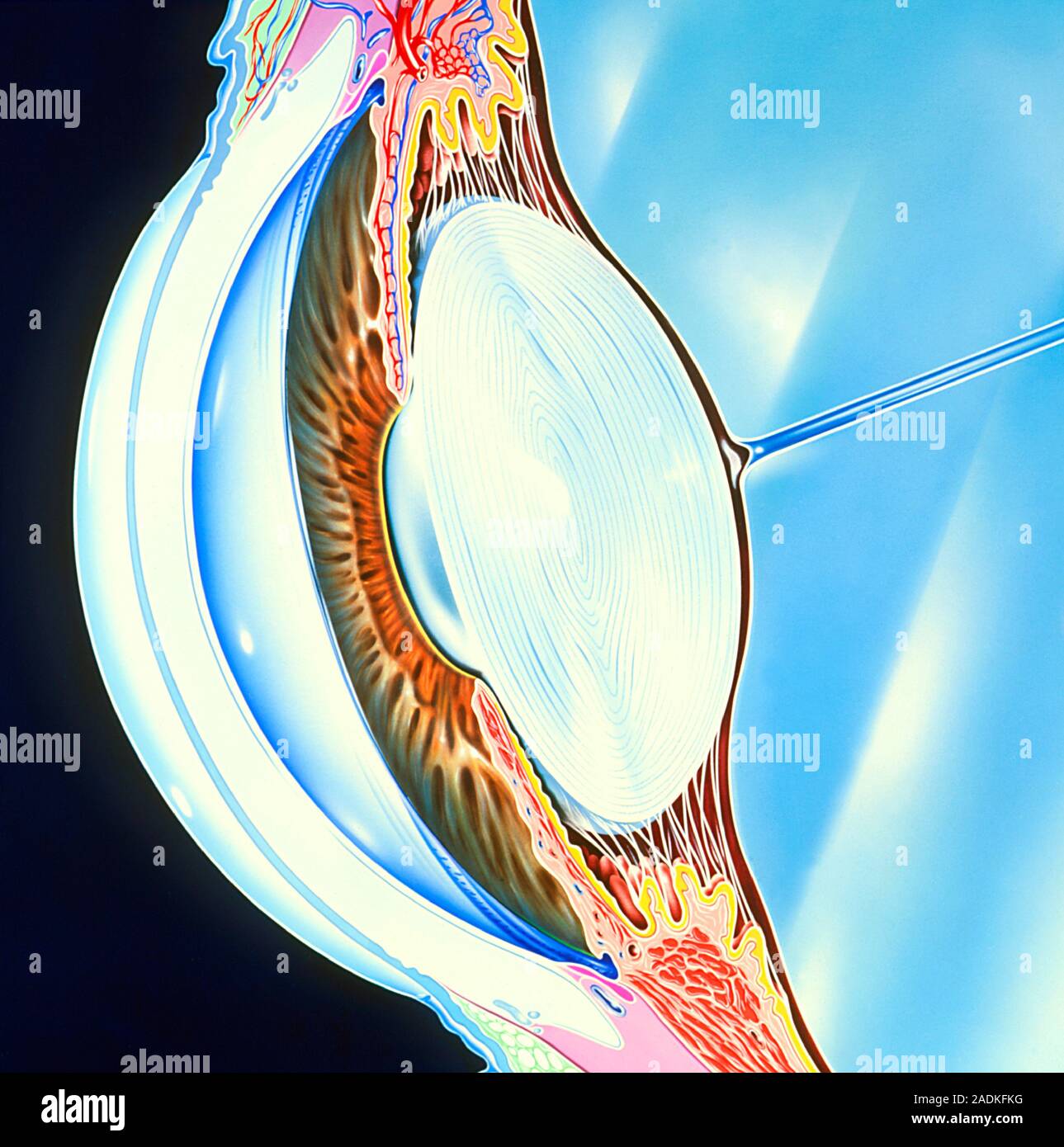 Eye. Artwork of the front (anterior) part of a human eyeball. The eye ...