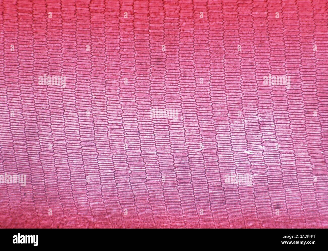 Lens fibres. Light micrograph of a section through the lens of an eye ...
