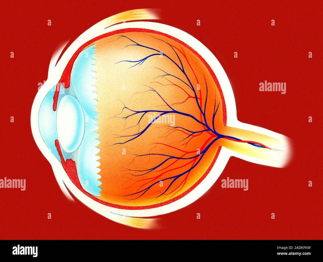 Eye. Artwork of a partly sectioned healthy human eyeball. Light passes ...