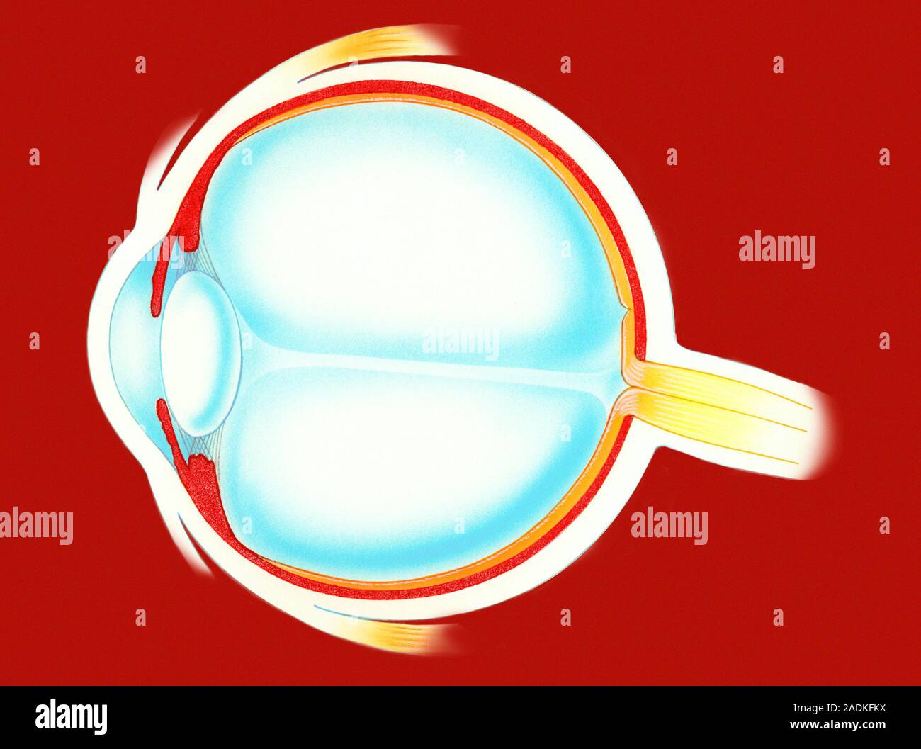 Eye. Artwork of a section through a healthy human eyeball. Light passes ...